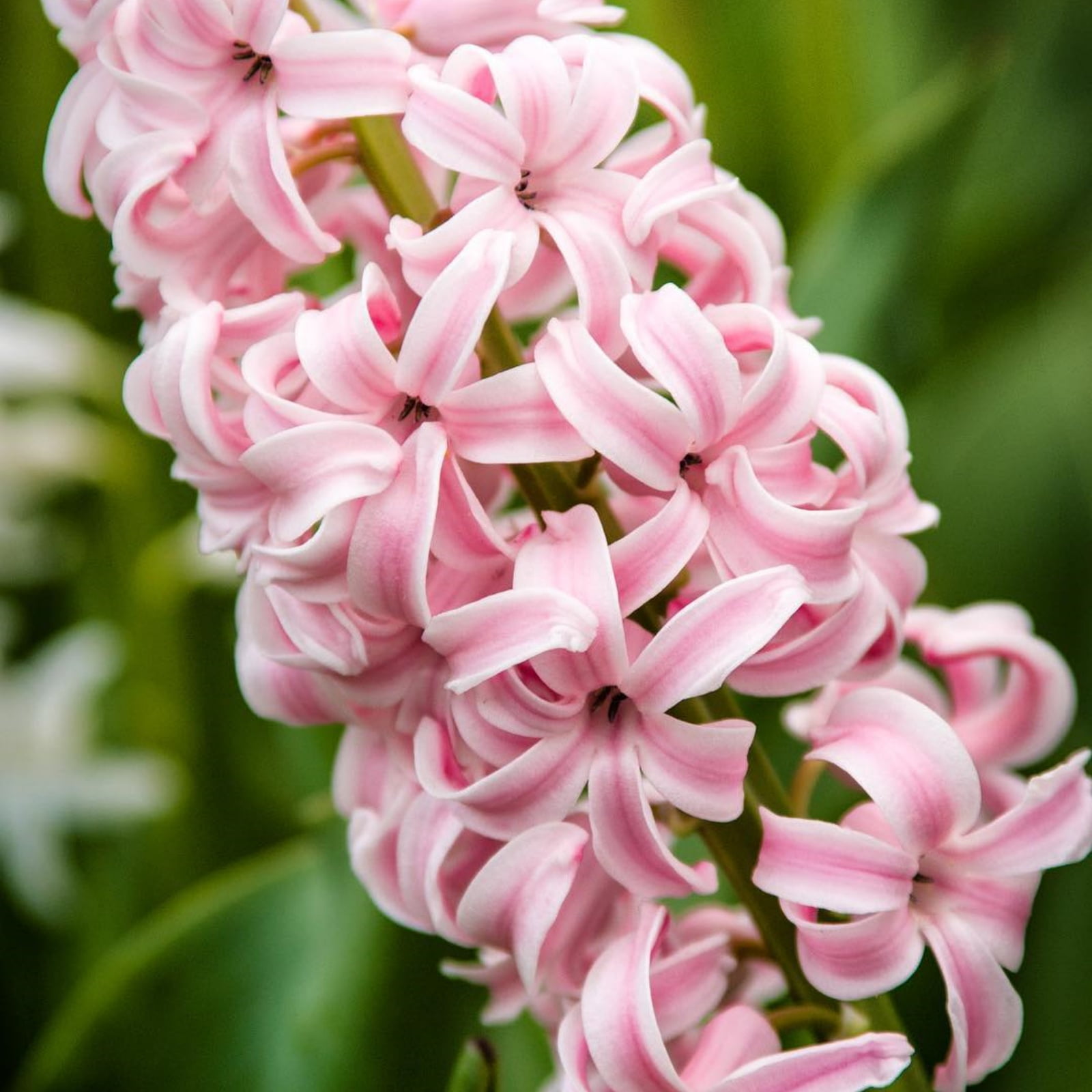 Hyacinth Bulbs, Spring Planting Flowers, Large Bulb Plants, Indoor ...