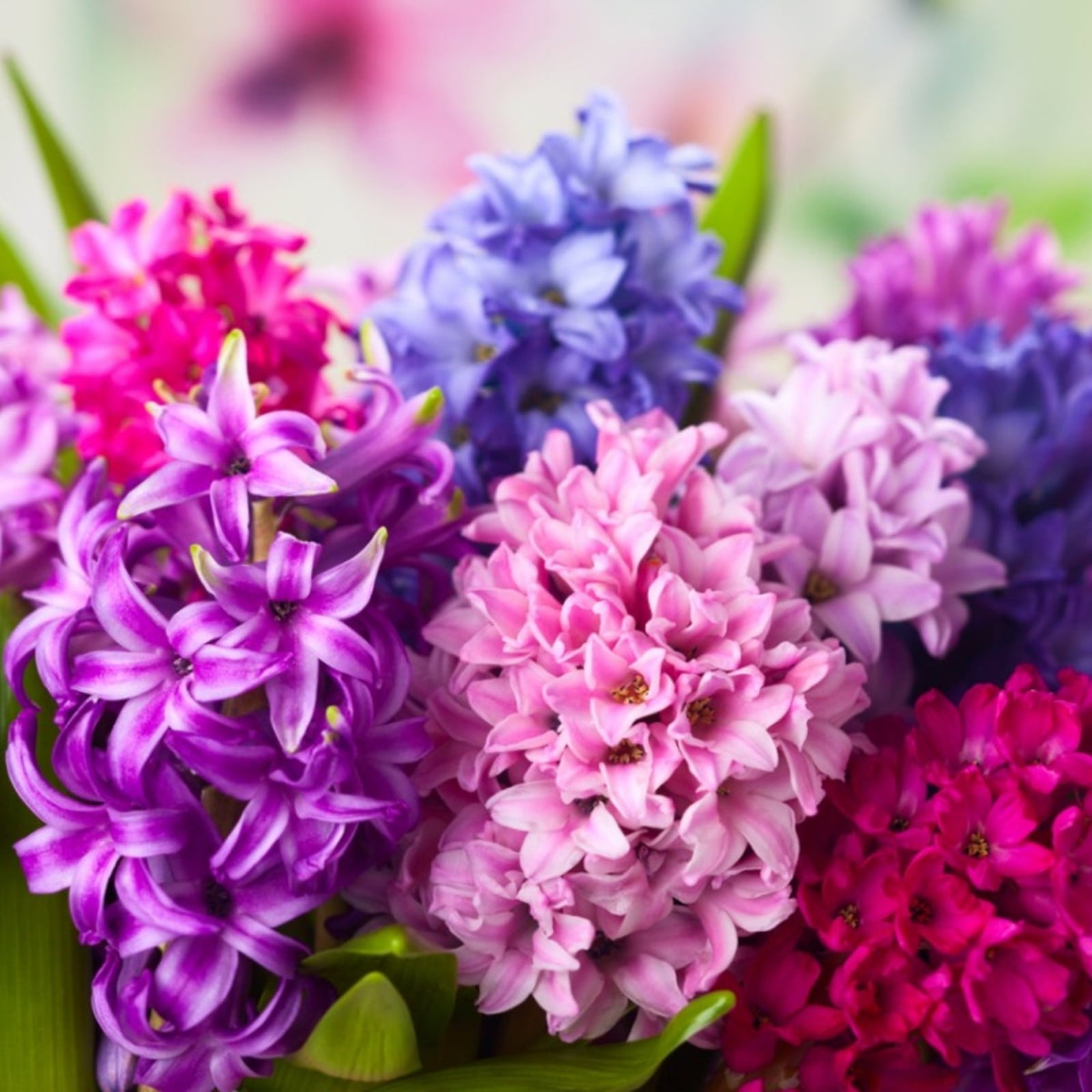 Hyacinth Bulbs, Spring Planting Flowers, Large Bulb Plants, Indoor ...