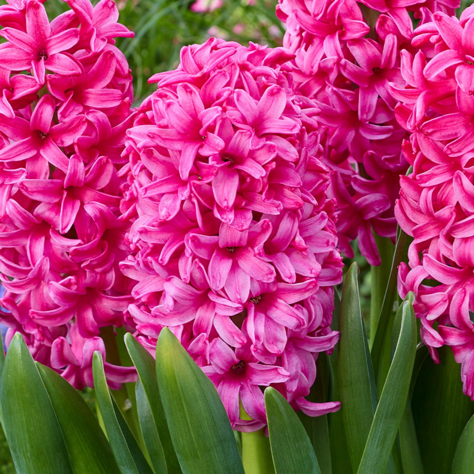 Hyacinth Bulbs, Spring Planting Flowers, Large Bulb Plants, Indoor ...