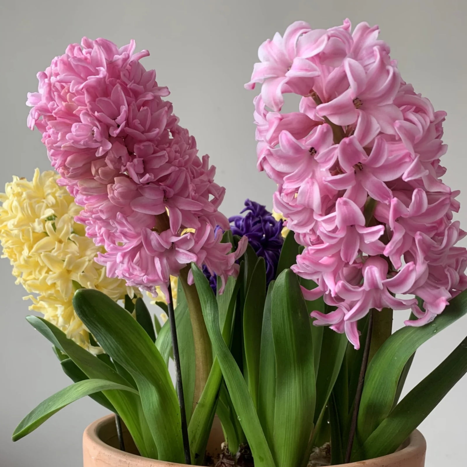 Hyacinth -Bulbs-for Planting- Patio Elegance Decor - Premium Garden ...