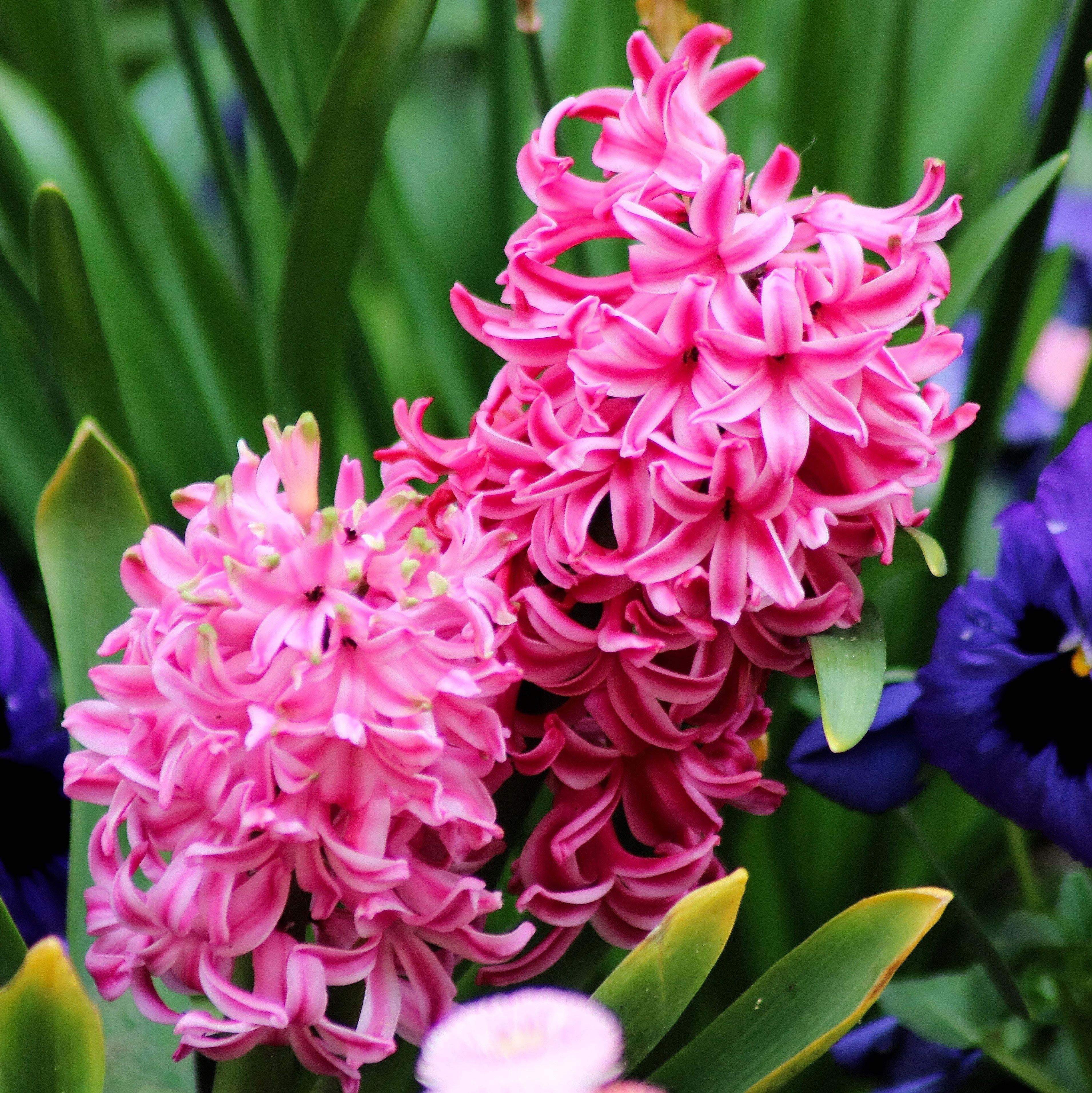 Easy to Grow Hyacinth Fondant 10 Plant Bulbs, Spring Flower Zones 4-8 ...