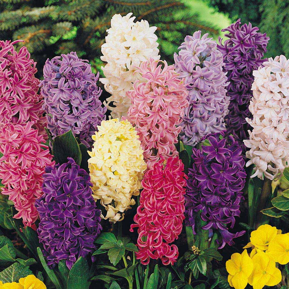 Hyacinth Mix - 12 Bulbs - Beautiful Colors! - 15/16 cm Bulbs - Value ...