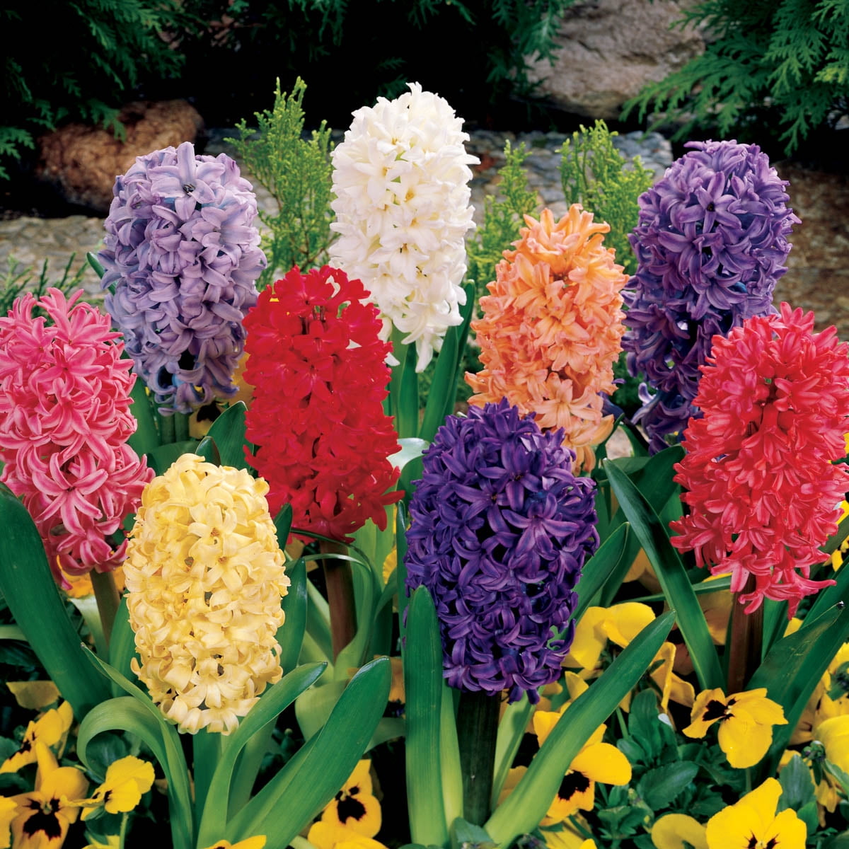 Planting Mixed Hyacinth Multicolored Mixture Dormant Spring Flowering ...