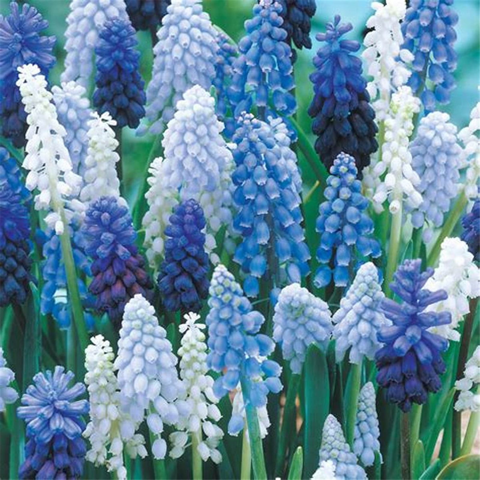 Hyacinth Professional Garden Planting - Walmart.com