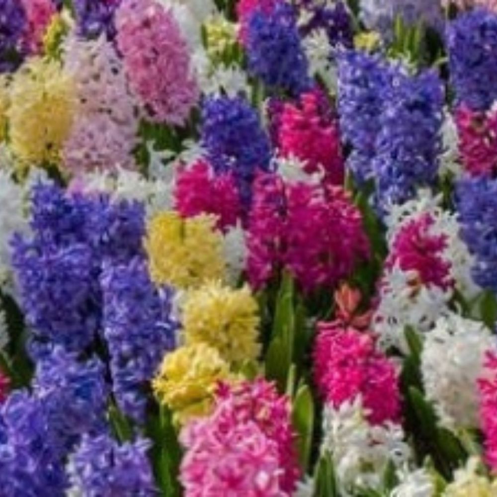 Hyacinth Rainbox Mix - 4 Bulbs - Walmart.com