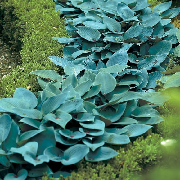 Hosta Plants in Perennials - Walmart.com