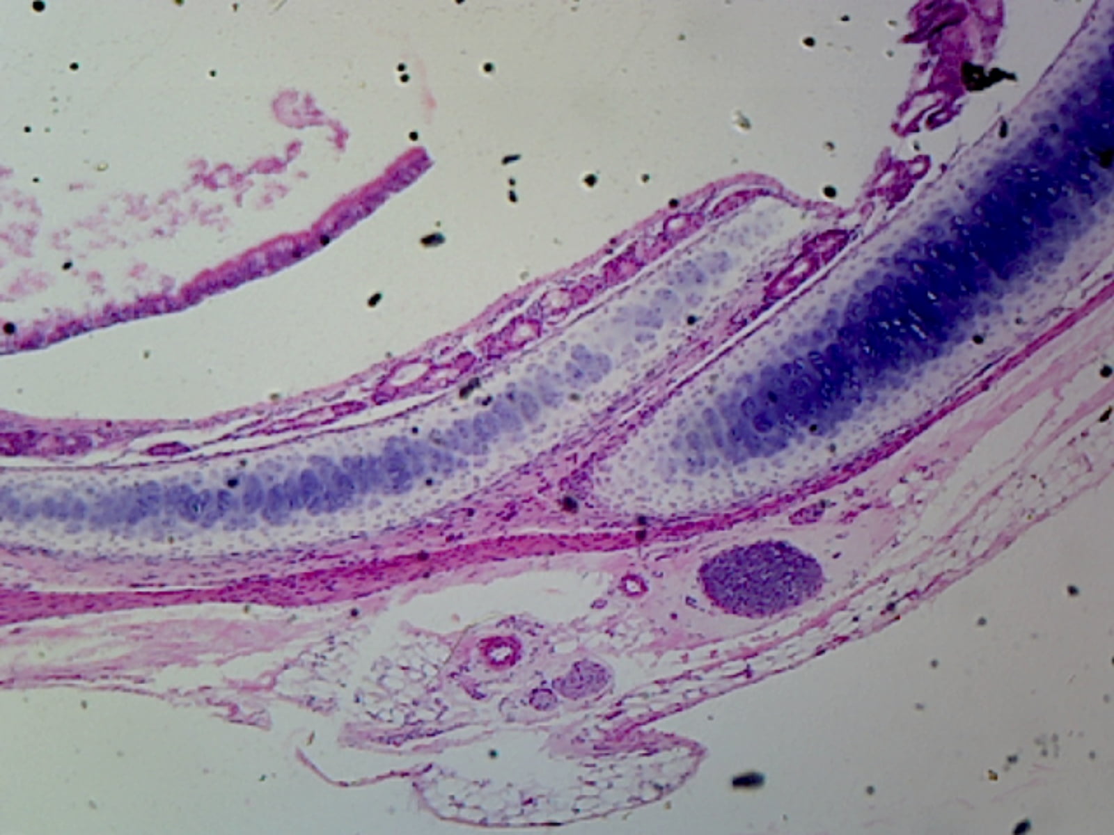 Hyaline Cartilage, Mammalian (from Trachea or Rib); Section; Showing ...