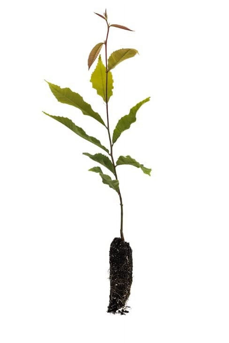 Hybrid Chestnut Tree Seedling for Planting (1 Yr Seedling) - Best ...
