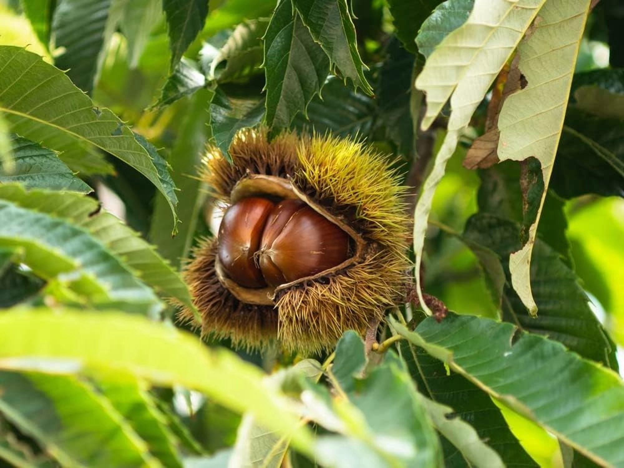 Hybrid Chestnut Tree Seedlings for Planting - Whitetail Deer's Choice ...