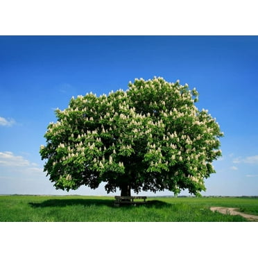 Colossal Chestnut Tree Seeds - Grow Huge Chestnuts - Castanea sp ...