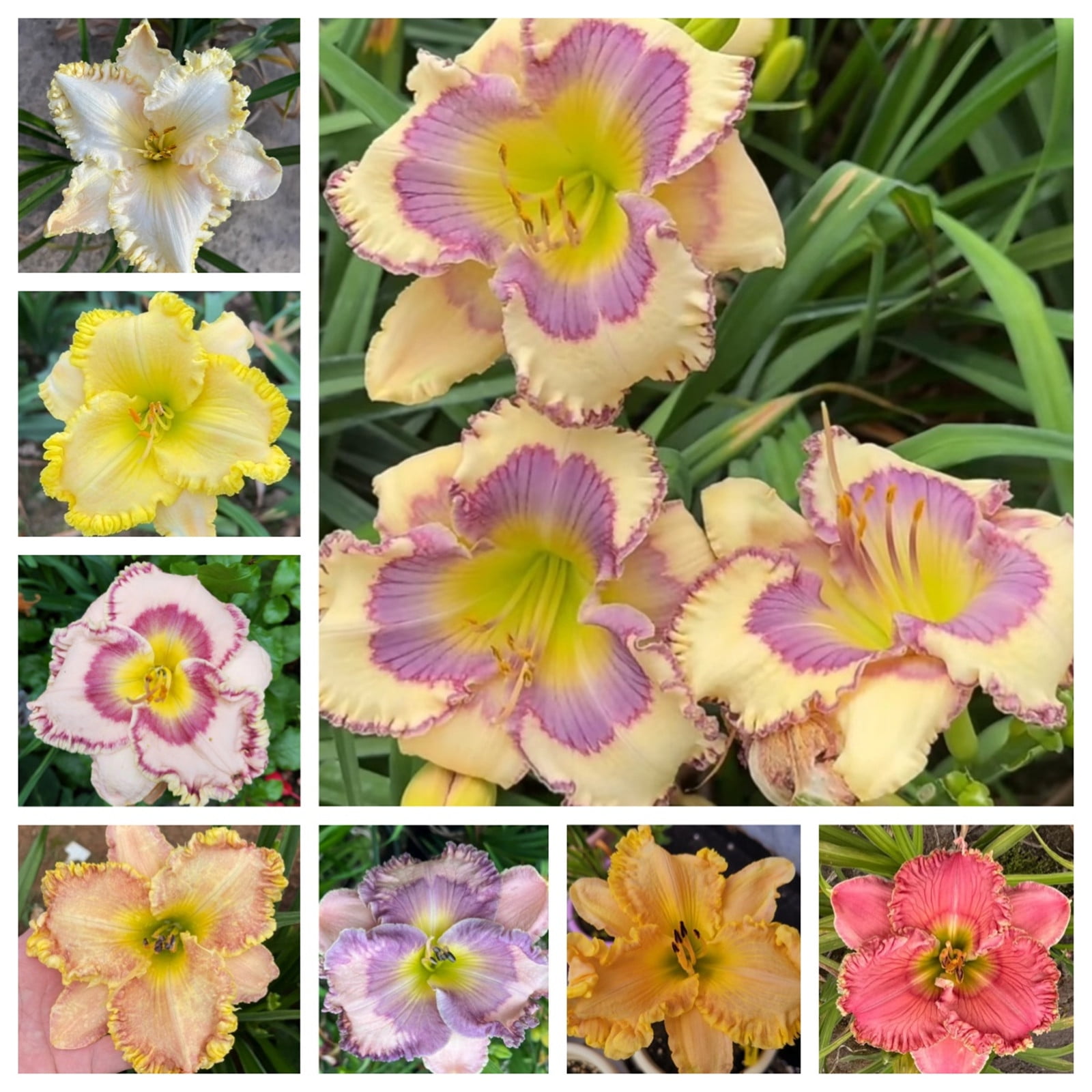 Hybrid Daylilies, a Rare Perennial Garden Ornament - Walmart.com