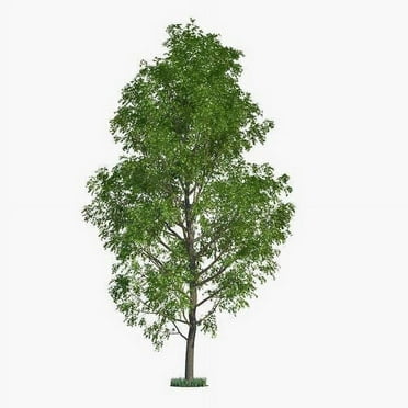 2 Green Curly Willow Trees - Live Tree Cuttings - Branches and Leaves ...
