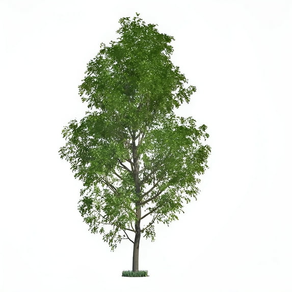 CZ Grain Hybrid Poplar Live Tree, Fast Growing Privacy or Shade Tree ...