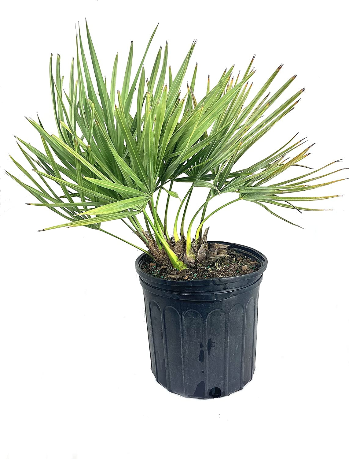 Hybrid Saw Palmetto - Live Plant in a 10 Inch Growers Pot - Serenoa ...