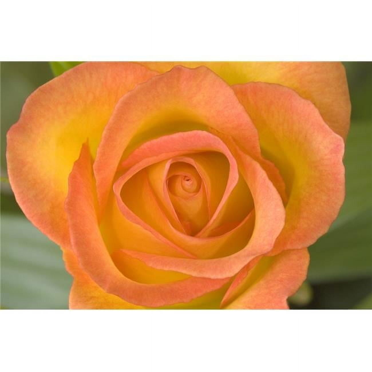 Hybrid Tea Rose Circus Poster Print by John Pitcher, 17 x 11 - Walmart.com