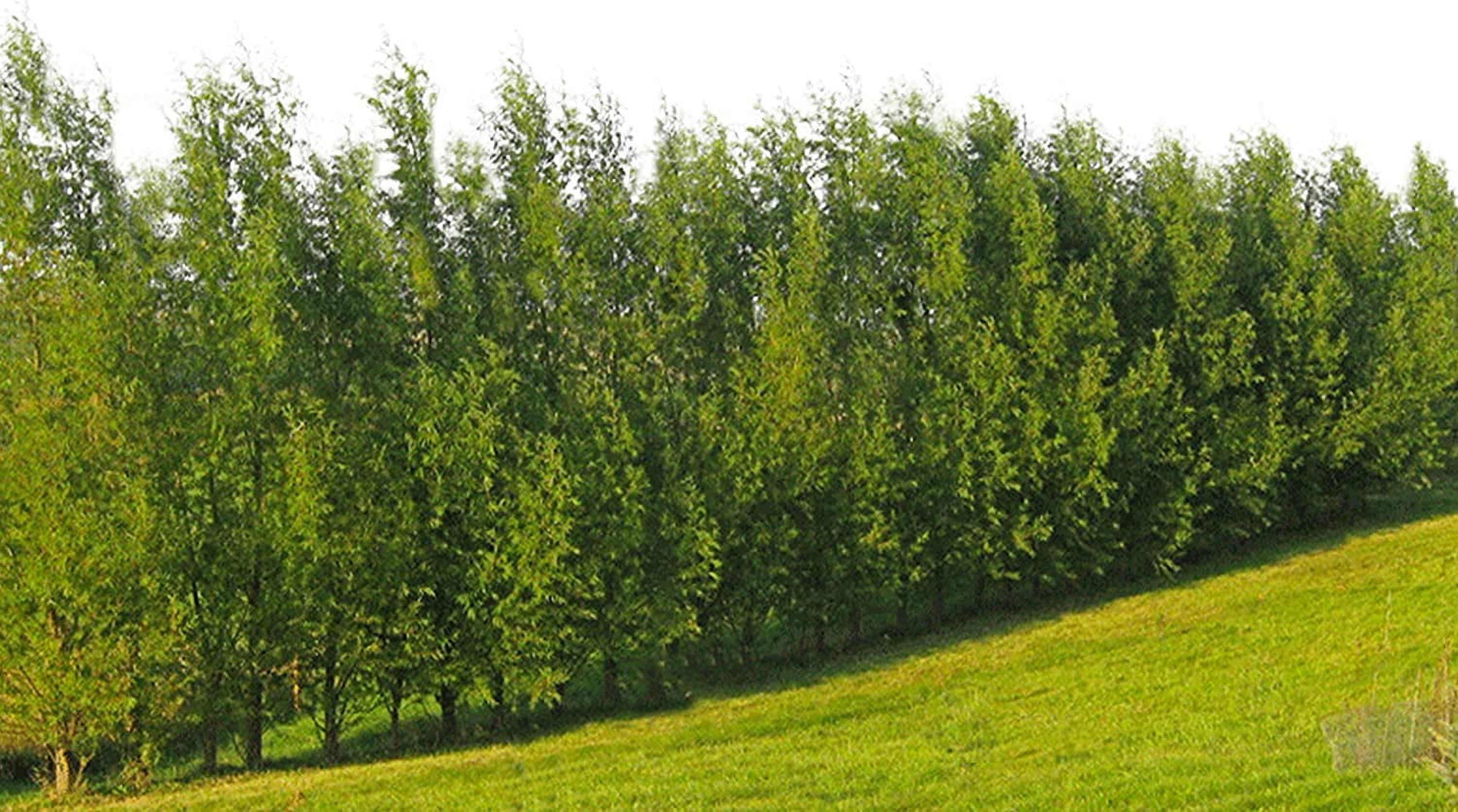 Hybrid Willow Tree Plants for Growing | Fast Privacy Hedge Row, Wind ...