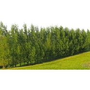 Malika Dwarf Cold Hardy MANGO TREE GRAFTED (2-4 Feet Tall) - Walmart.com