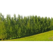 Rooted Hybrid Poplar Tree Seedlings for Planting - Fast Growing Privacy ...