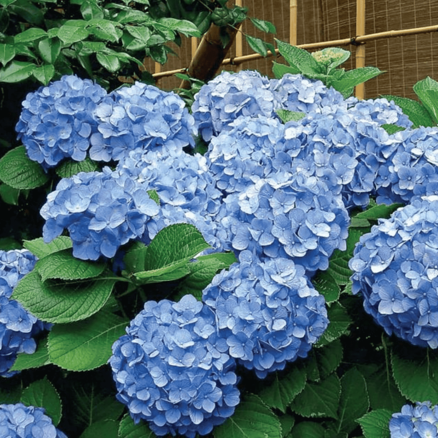 Hydrangea Blue Live Plant 3–5 inch, Bigleaf Hydrangea Macrophylla, Blue ...