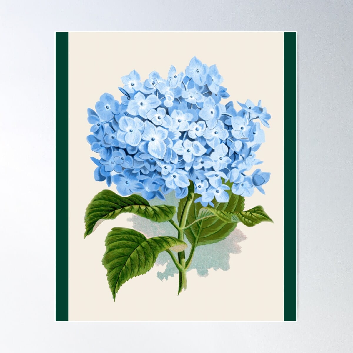Hydrangea Botanical Illustration Poster Wall Art, Modern Wall Decor For ...