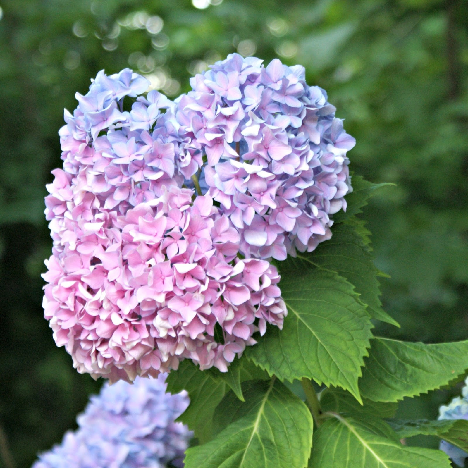 Hydrangea Bulbs, Giant Dense Hydrangeas, Fast-Growing Shrubs, Perennial ...