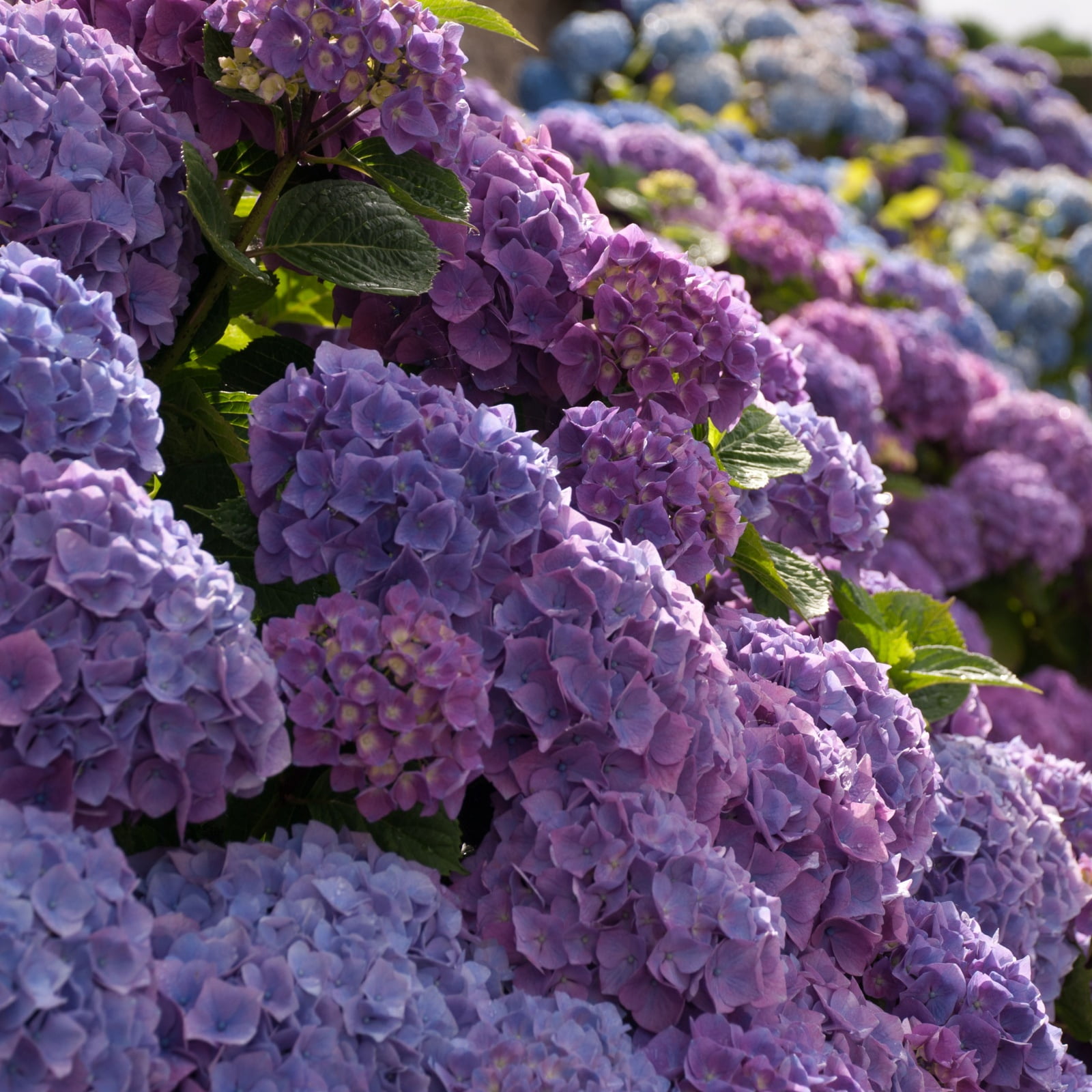 Hydrangea Bulbs, Giant Dense Hydrangeas, Fast-Growing Shrubs, Perennial ...