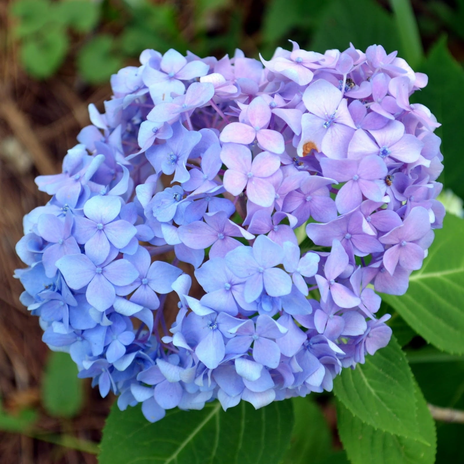 Hydrangea Bulbs, Giant Dense Hydrangeas, Fast-Growing Shrubs, Perennial ...