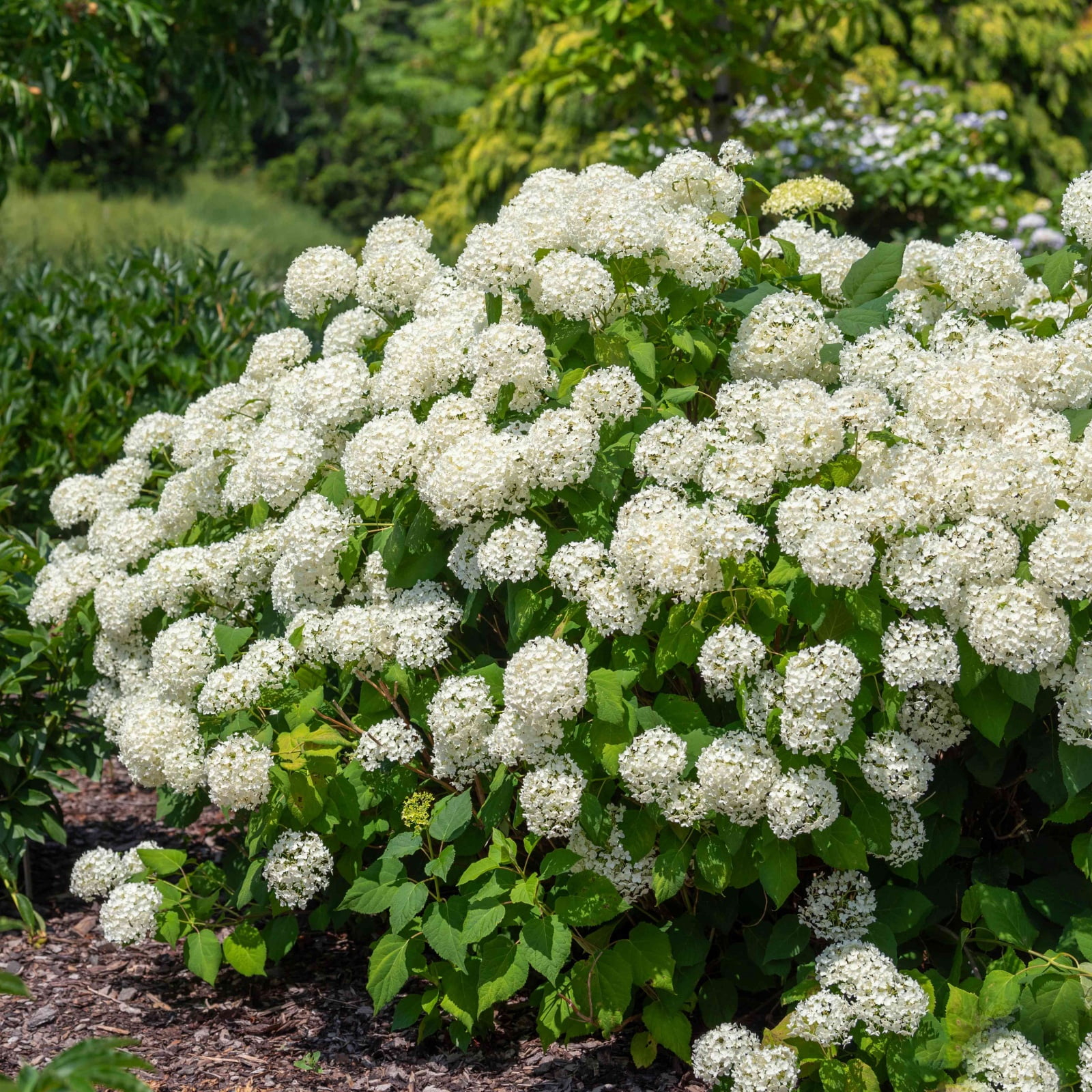 Hydrangea Bulbs, Giant Dense Hydrangeas, Fast-Growing Shrubs, Perennial ...