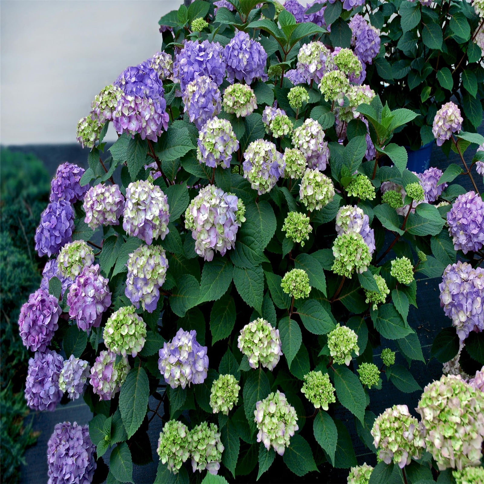 Hydrangea Bulbs, Hydrangea Plants,Hydrangea Gallon, Cold And Drought ...