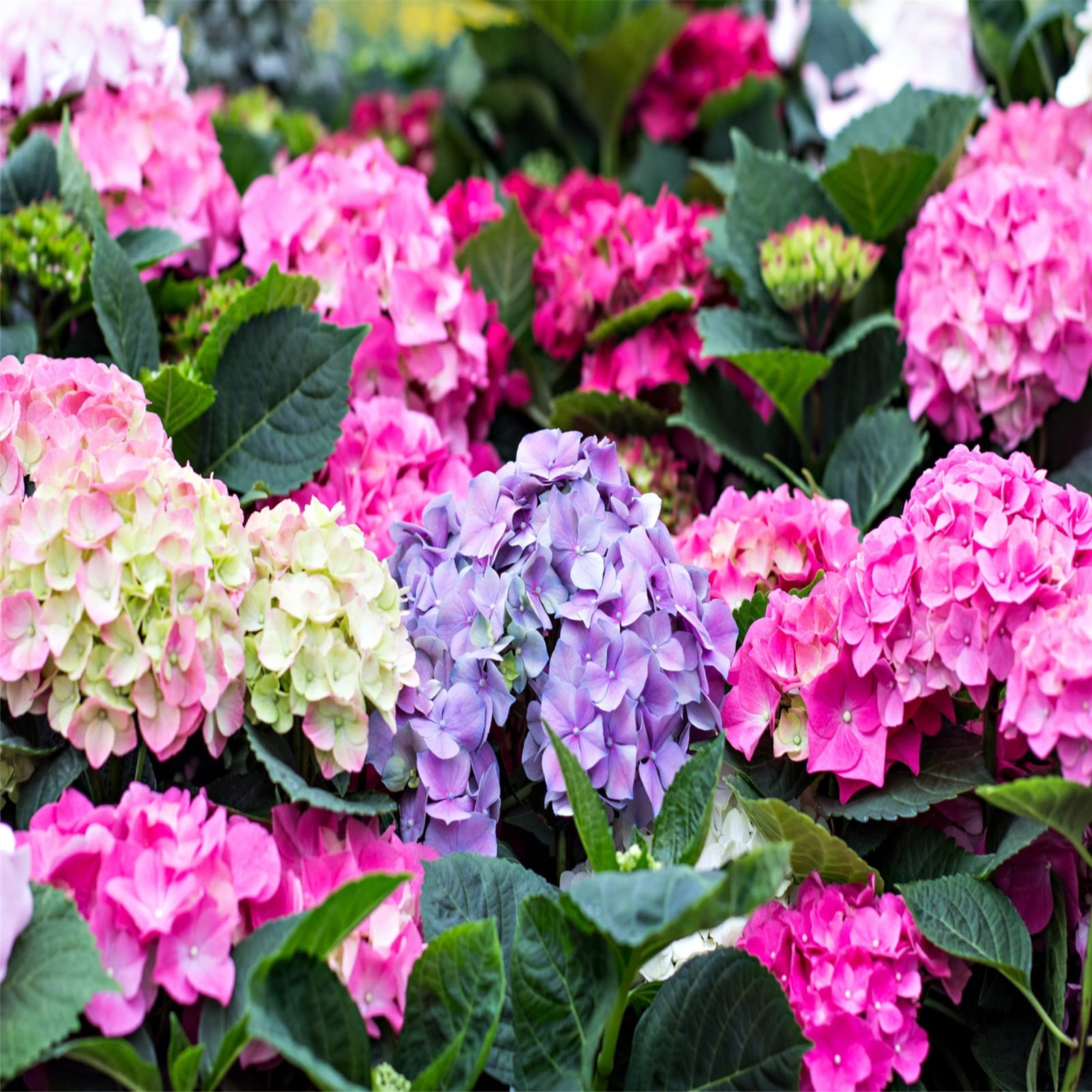 Hydrangea Bulbs,Hydrangea Plants,Hydrangea Rhizome,Gardening Treasures ...