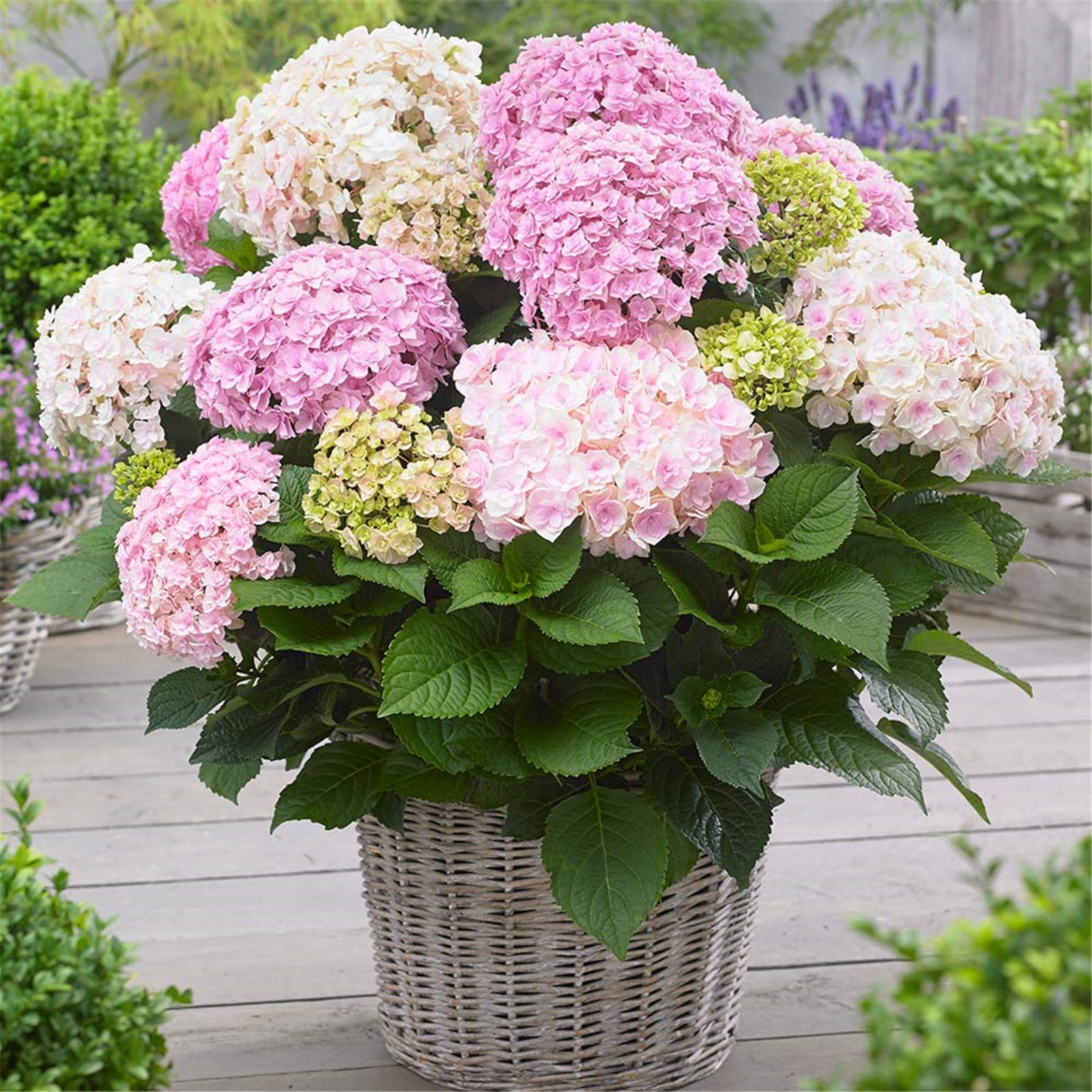 Hydrangea Bulbs,Hydrangea Plants,Hydrangea Rhizome,Gardening Treasures ...