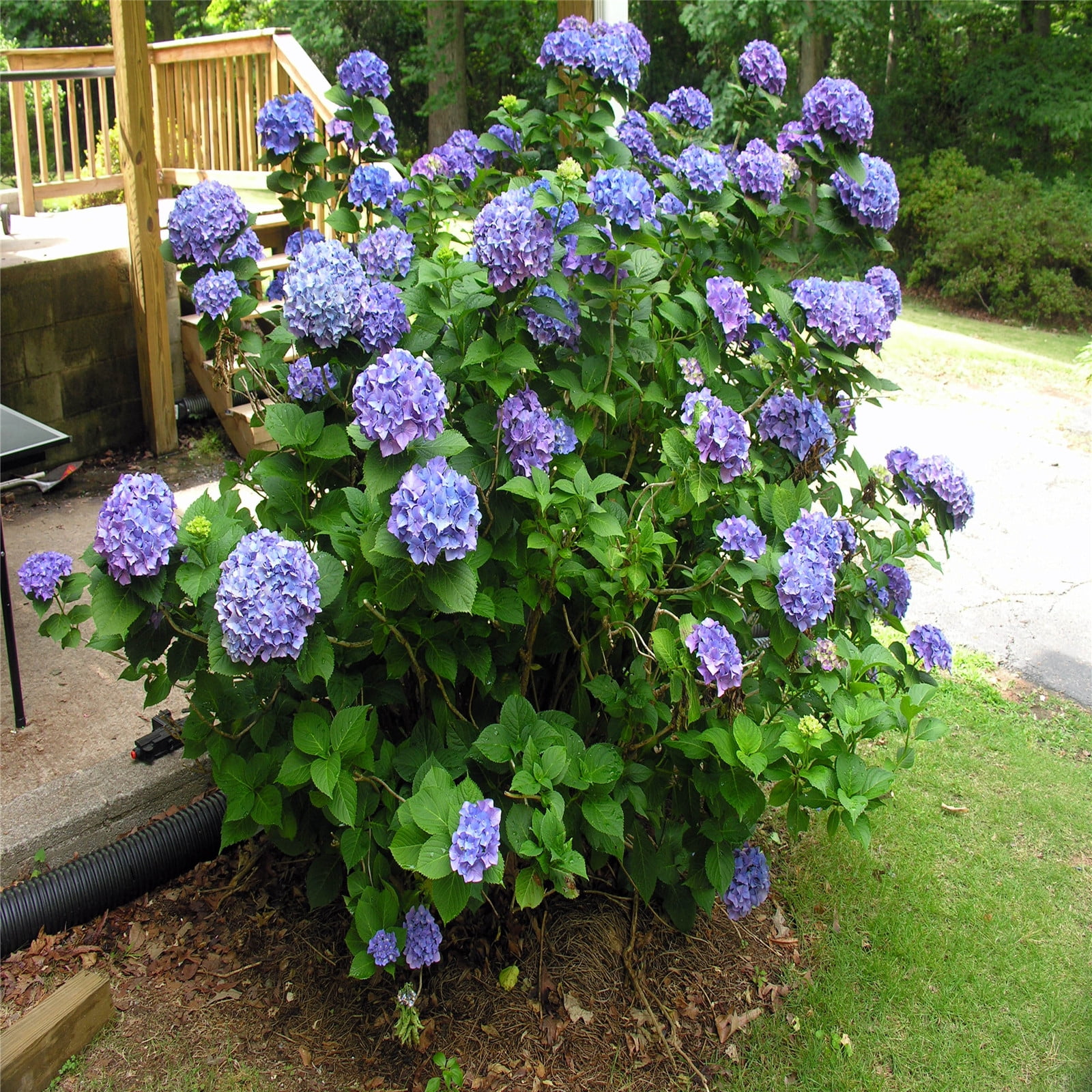 Hydrangea Bulbs,Hydrangea Plants,Hydrangea Rhizome,Gardening Treasures ...