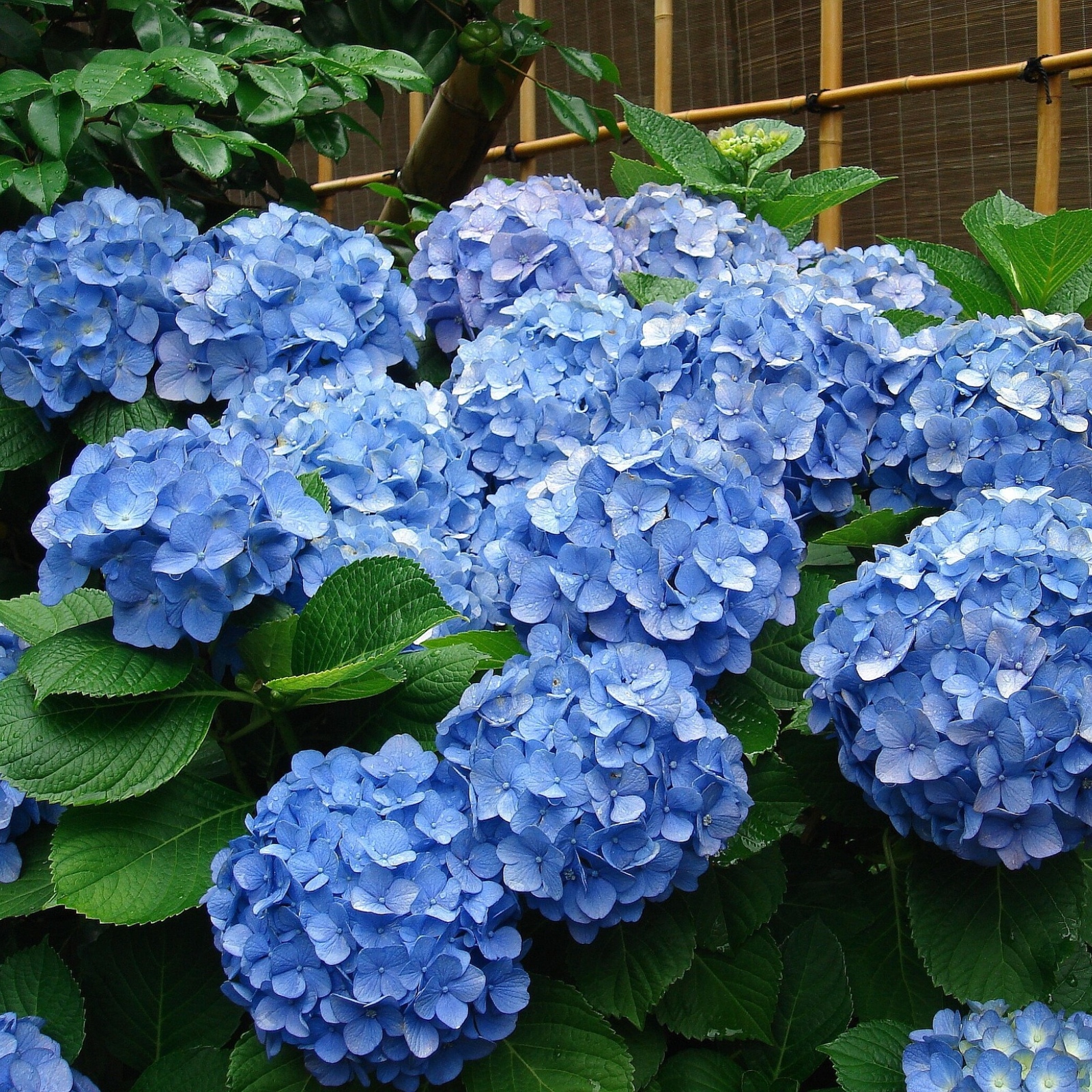 Hydrangea Bulbs Hydrangeas Grow Quickly Hydrangeas Are Large, Beautiful ...
