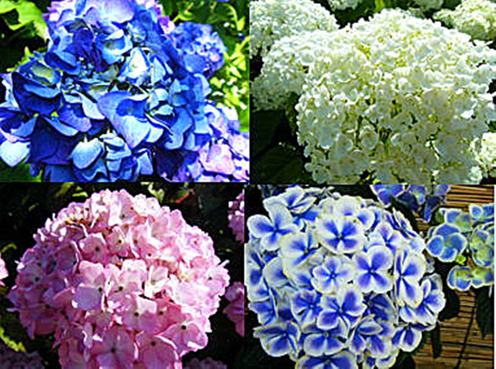 Hydrangea Bulbs, Perennial Flowers, Bulbous Plants，Long Flowering ...
