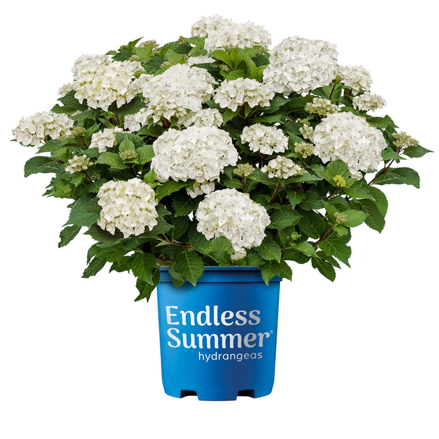 Hydrangea Endless Summer® DreamCloud® ~ macrophylla 'Bailmaceight' PP36 ...