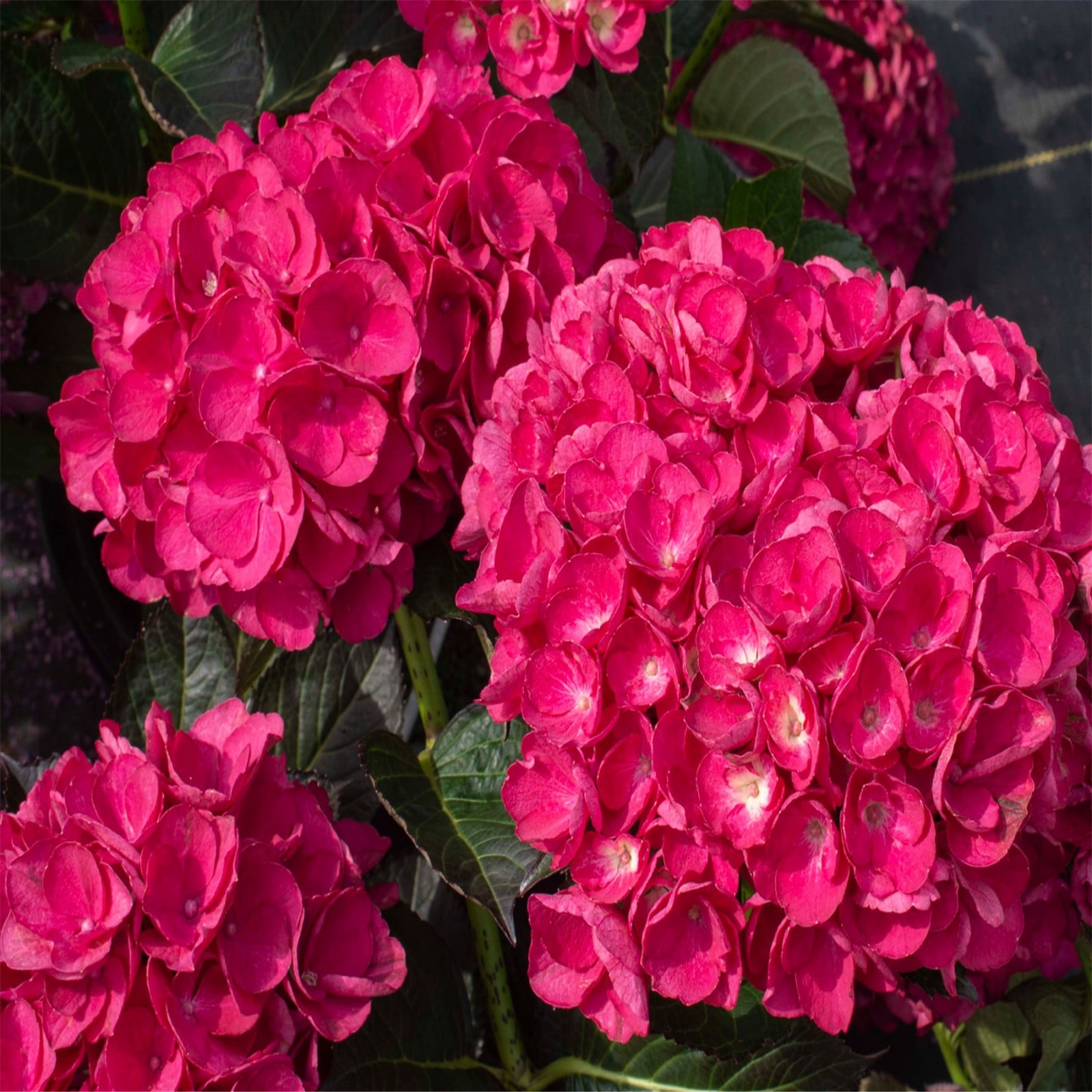 Hydrangea,Enjoyable Perennial Garden Planting Pots Surprise to Grow ...