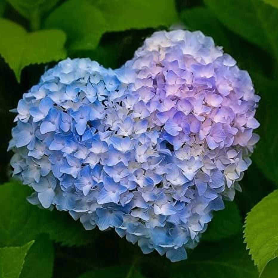 CZ Grain 100 Hydrangea Flower Seed, Easy to Grow - Walmart.com