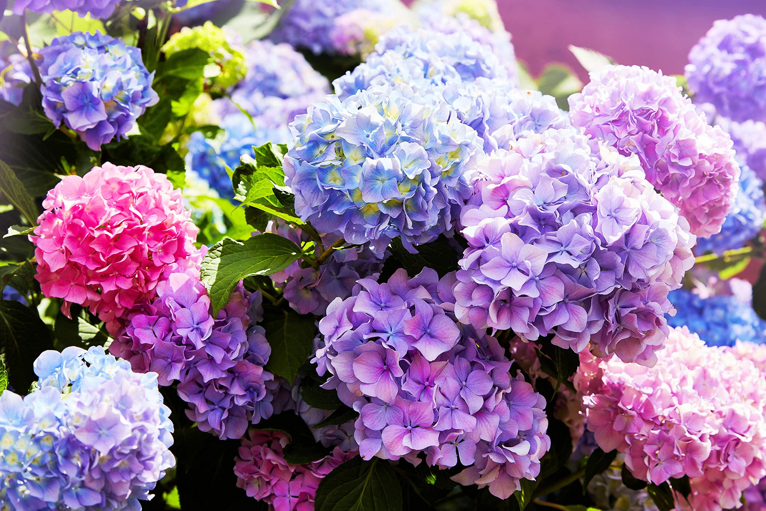 CZ Grain Hydrangea Flower Seeds (50 Pack), Easy to Grow - Walmart.com