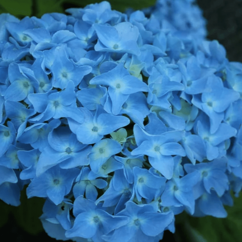Hydrangea Macrophylla Dooley Live Shrub – 5 Gallon - Walmart.com
