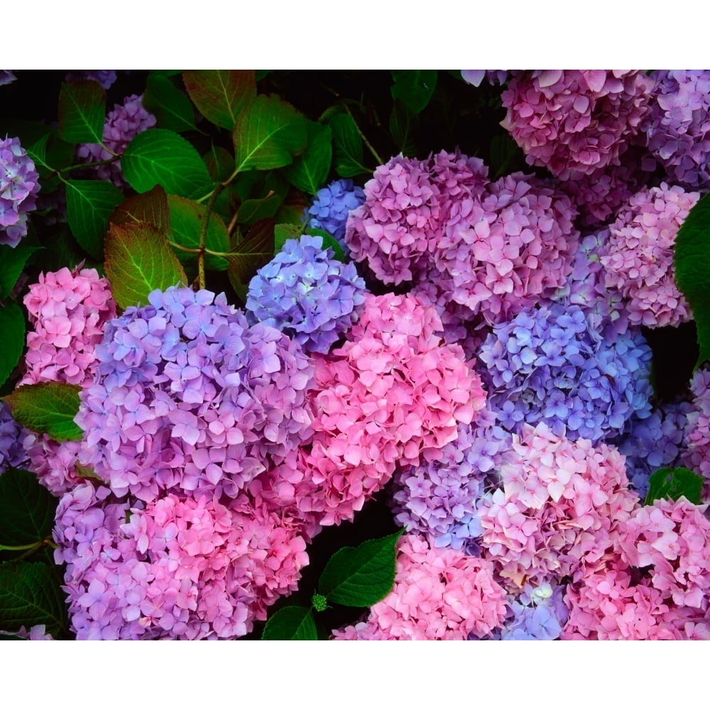 Hydrangea Macrophylla by The Irish Image Collection / Design Pics ...