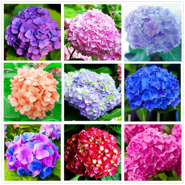 Hydrangea Mix 10+ Seeds Flowers Easy to Grow Planting for Outdoor ...