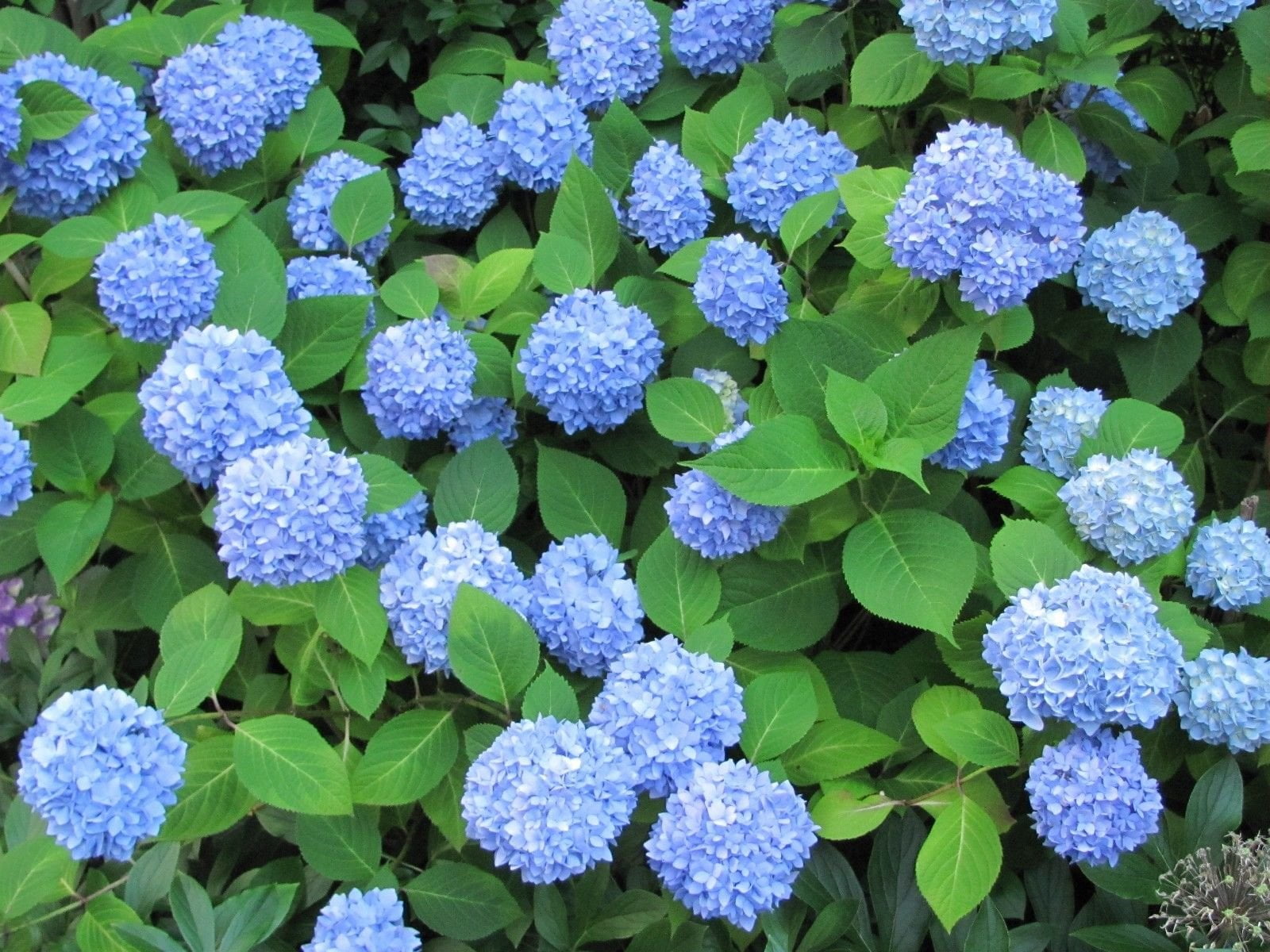 Hydrangea Nikko BlueTRDN (1 Plant) Superb Shrub for Accent, Specimen or ...