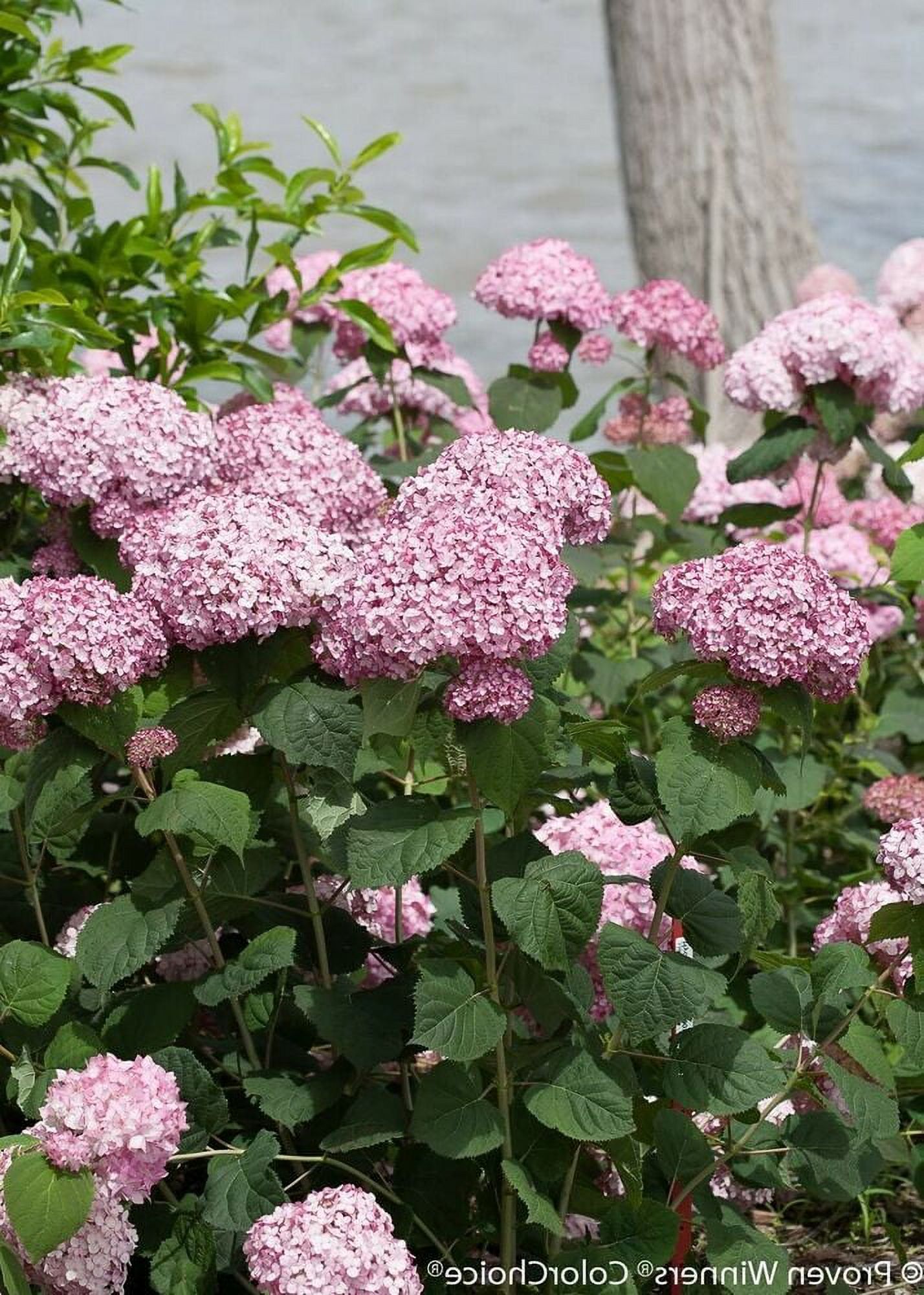 Hydrangea Perennial Blush Incrediball Flowers Proven Winners Garden ...