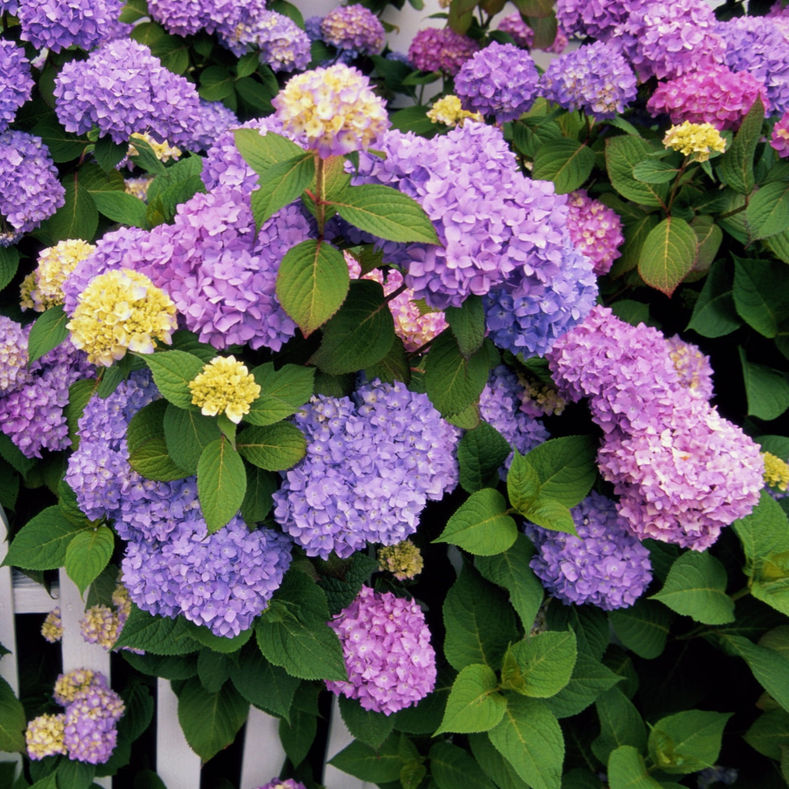 Hydrangea. Shade and sun tolerant, easy to grow and maintain - Walmart.com