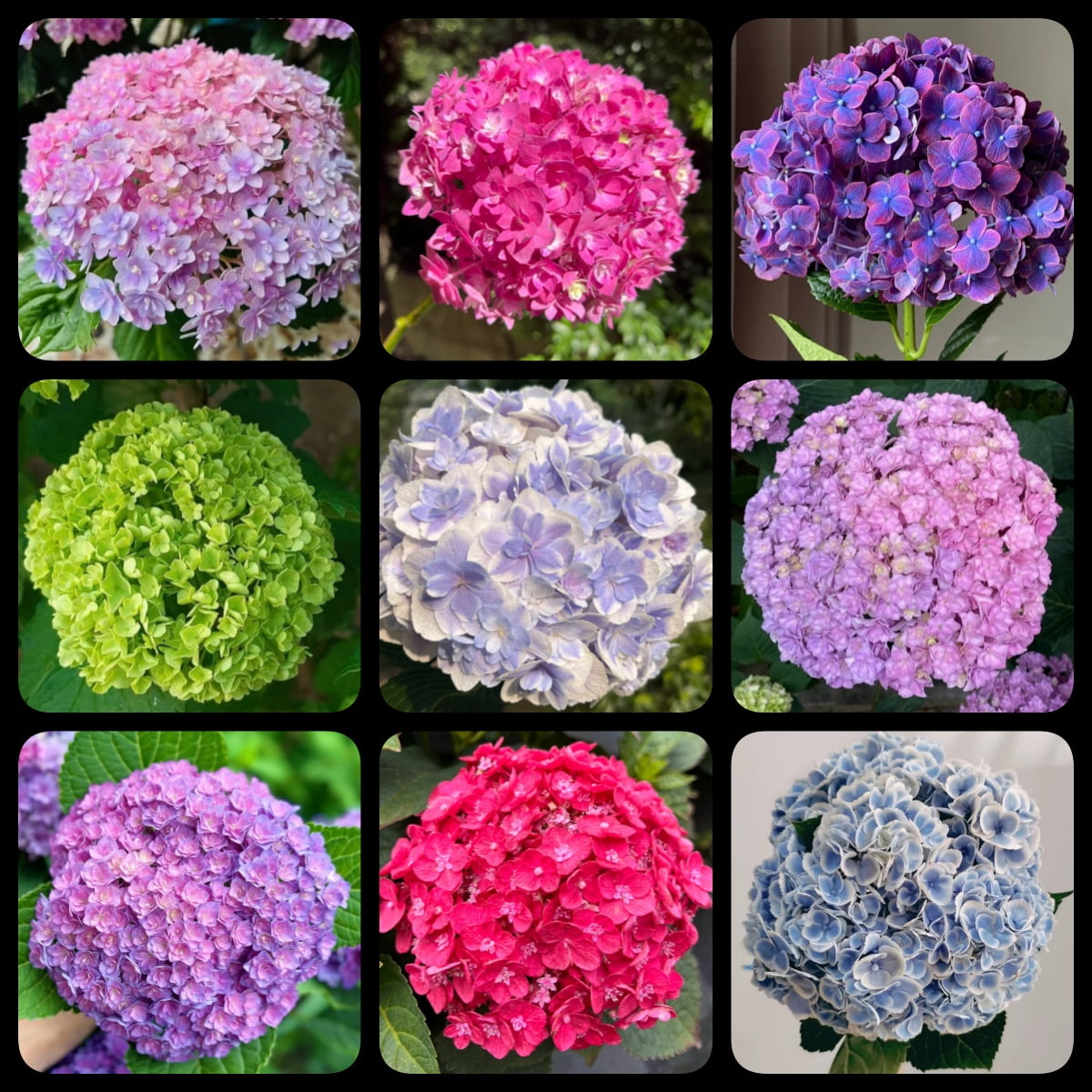 Hydrangea bulbs, fast growth, easy planting, beautify the garden ...