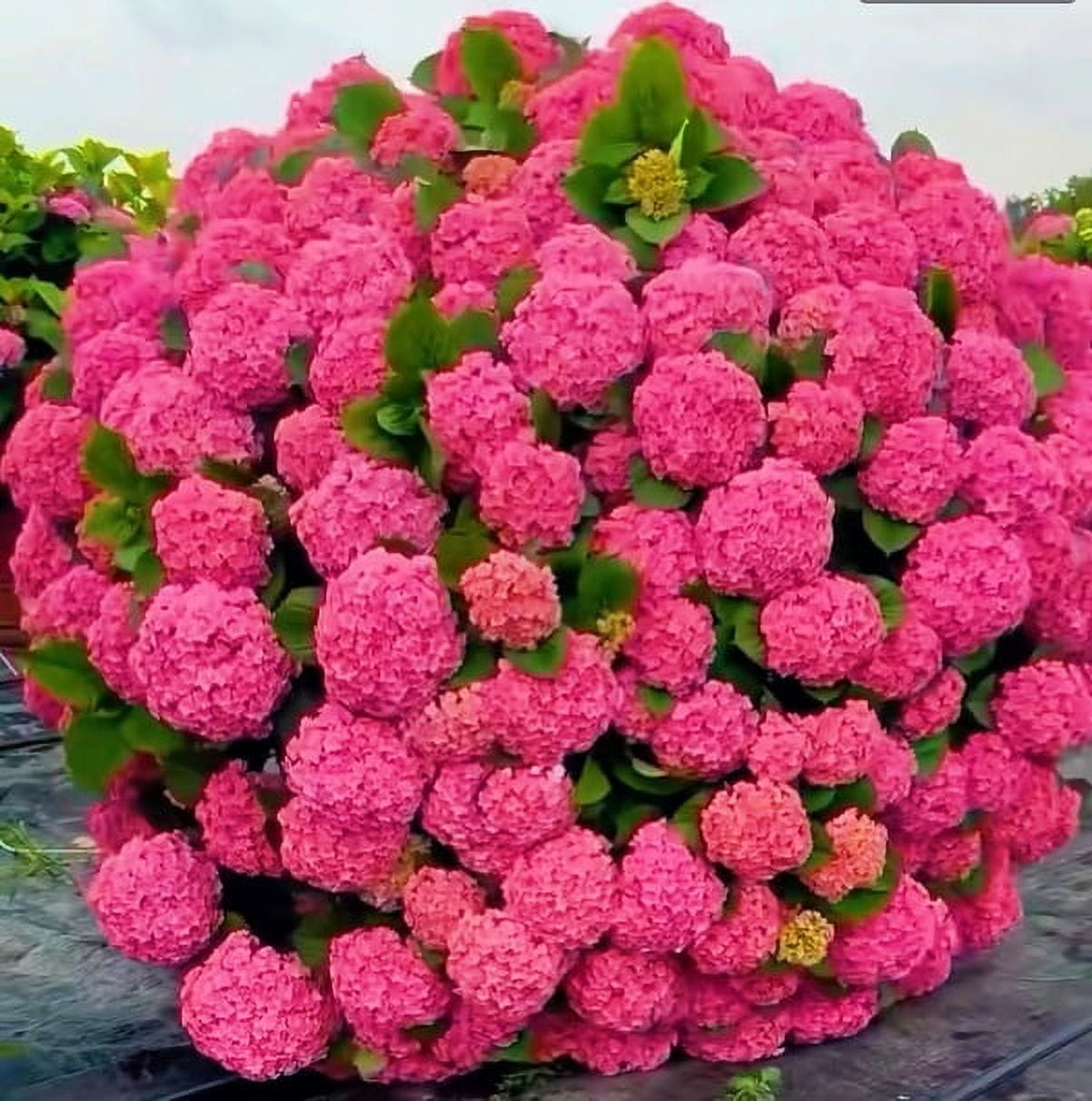 Hydrangea bulbs, fast growth, easy planting, beautify the garden ...