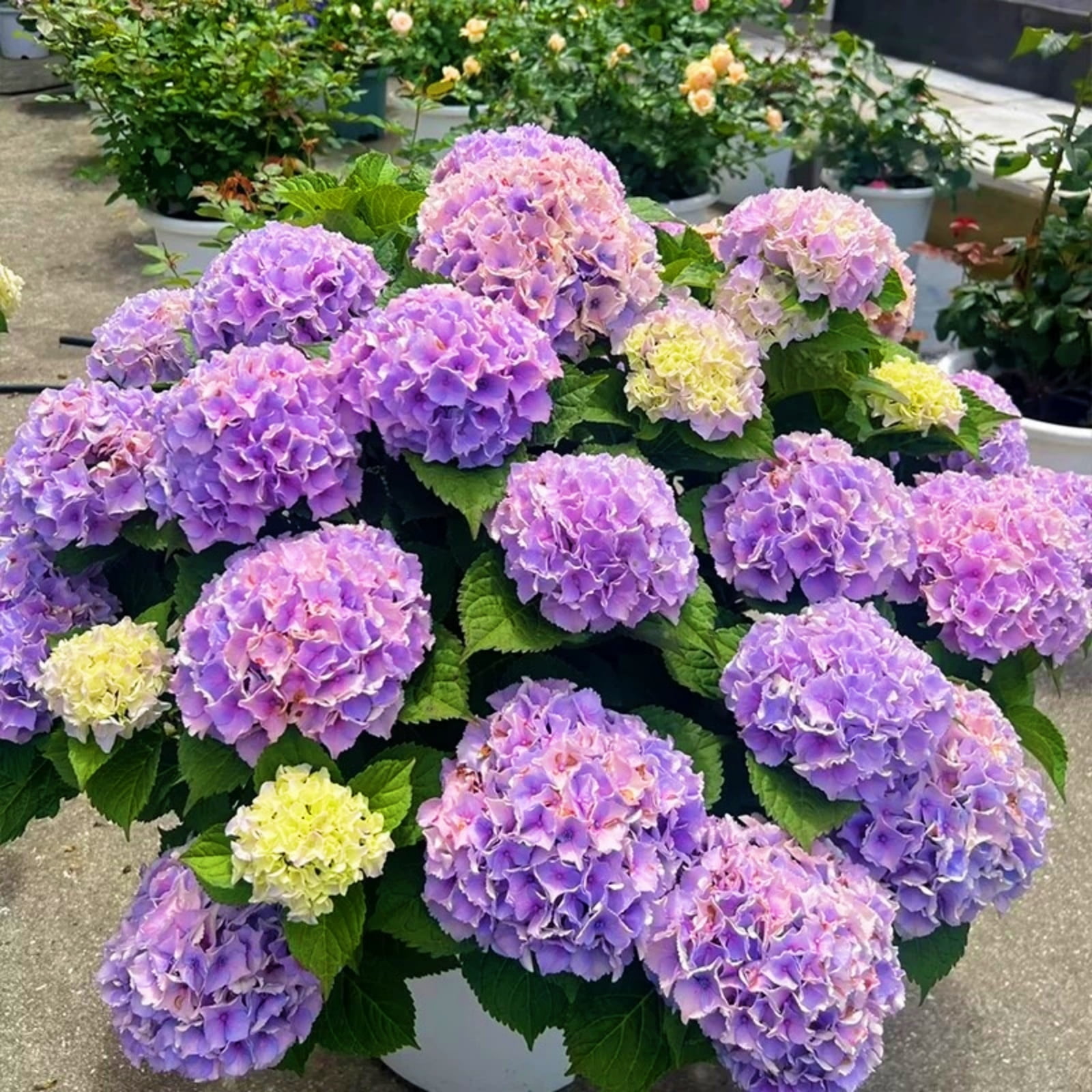 Hydrangea bulbs, fast growth, easy planting, beautify the garden ...