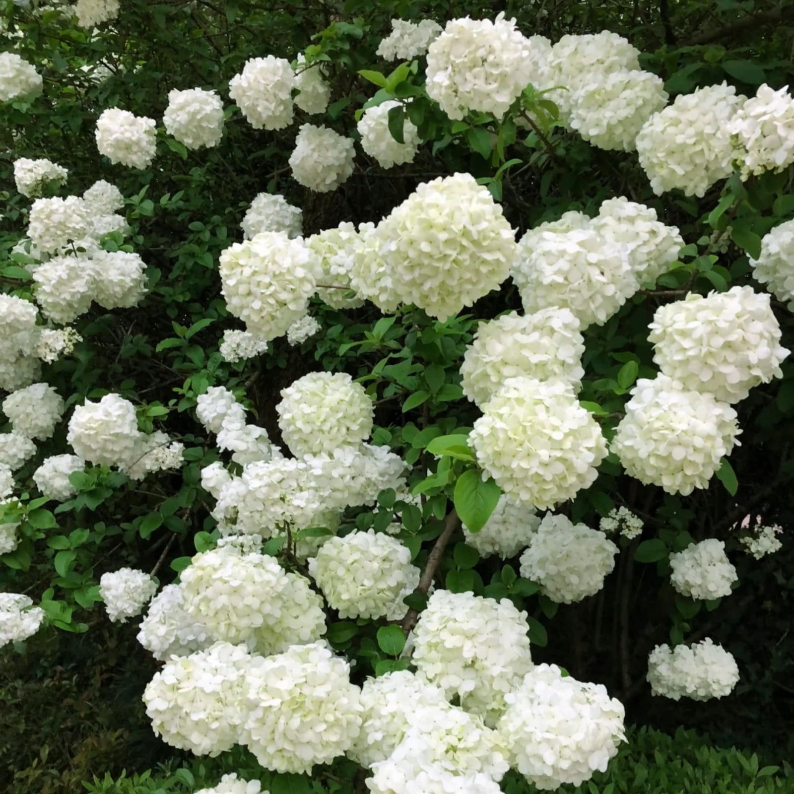 Hydrangea bulbs, with full branches and buds and clusters of flowers ...