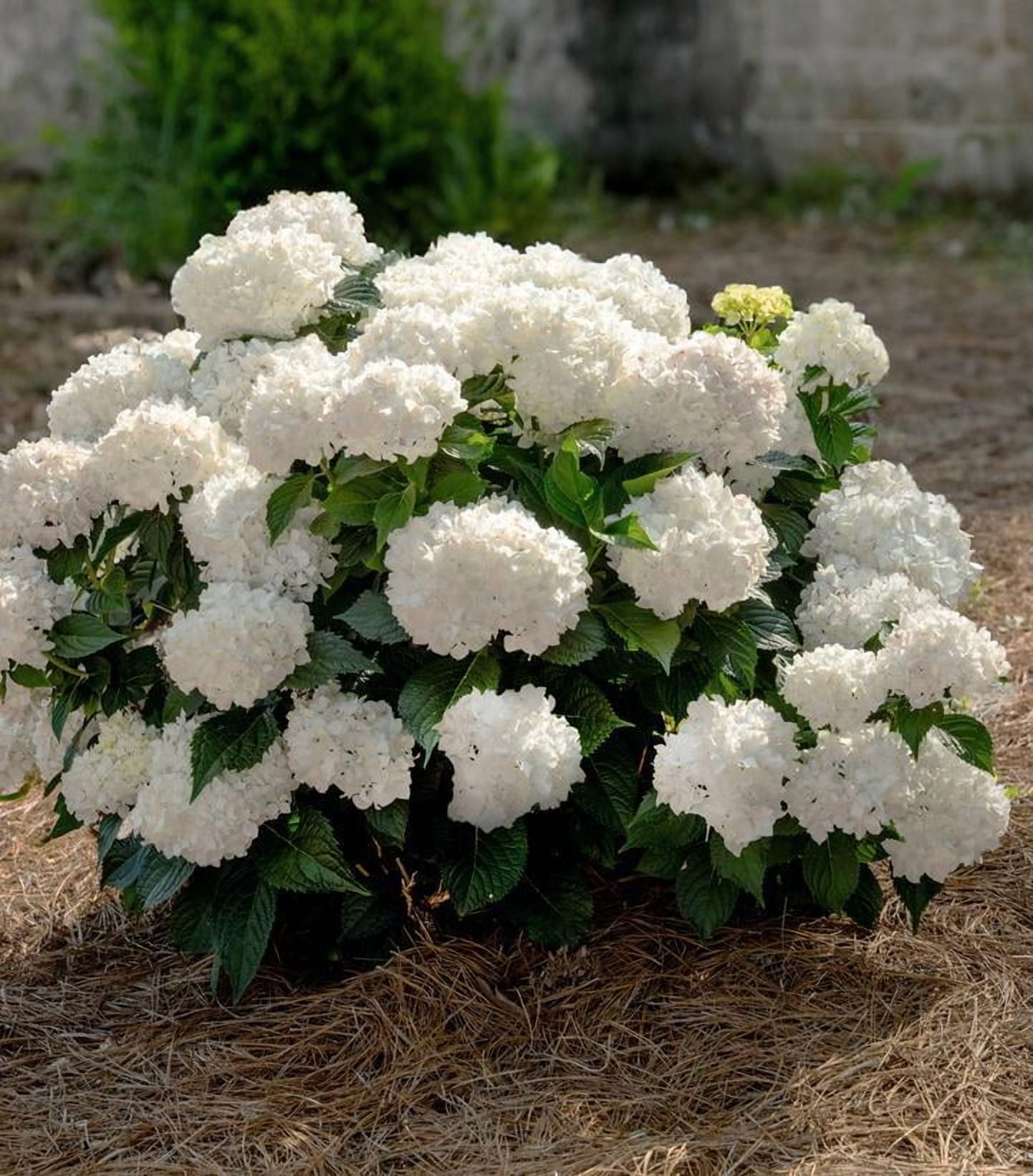 RedCrocus Dreamcloud Bigleaf Hydrangea macrophylla - Garden Shrub, 3-4 ...