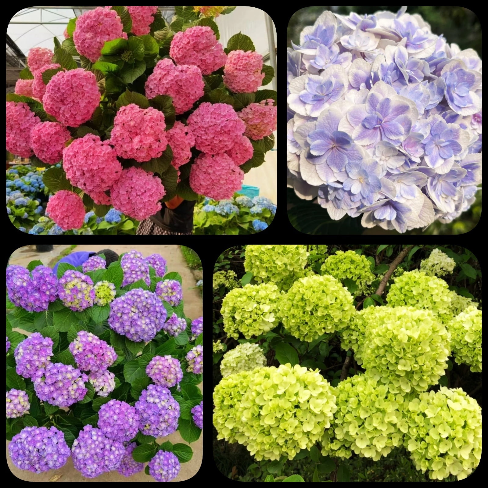 Hydrangea plant with branches full of buds, planted in flowerbed garden ...